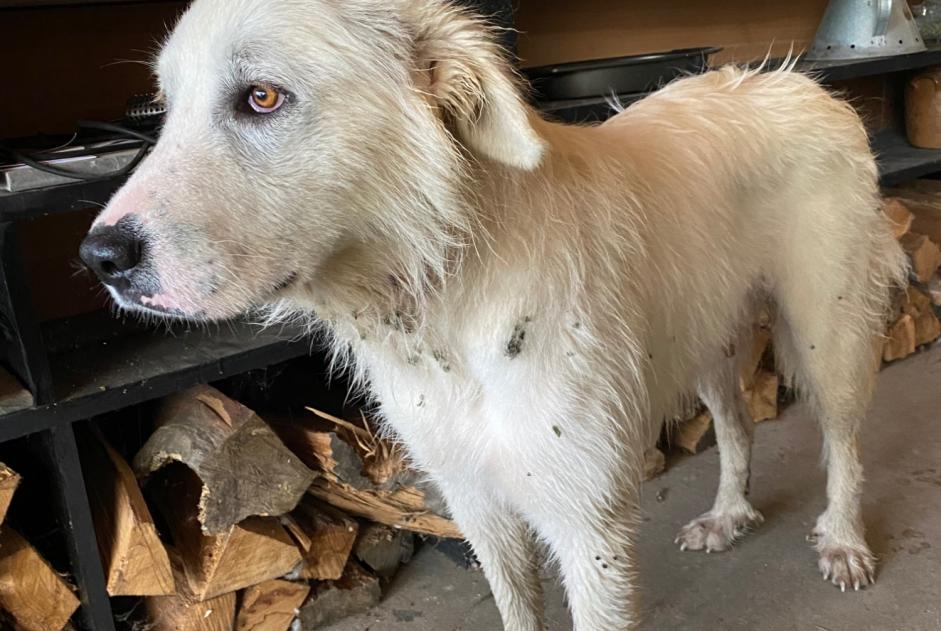 Solution de recherche de chiens perdus et chiens trouvés